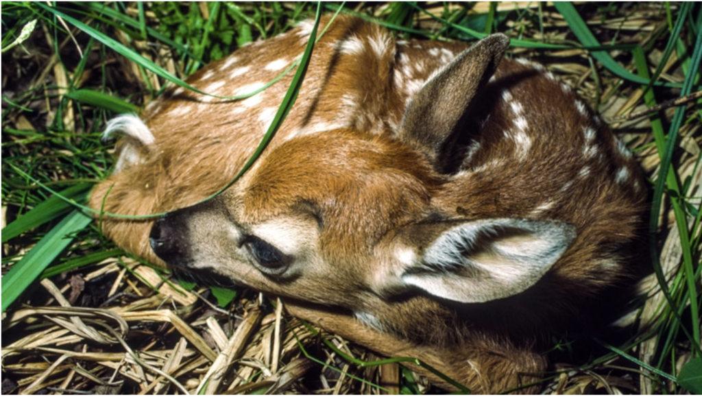 Leave That Fawn Alone | Explore New England