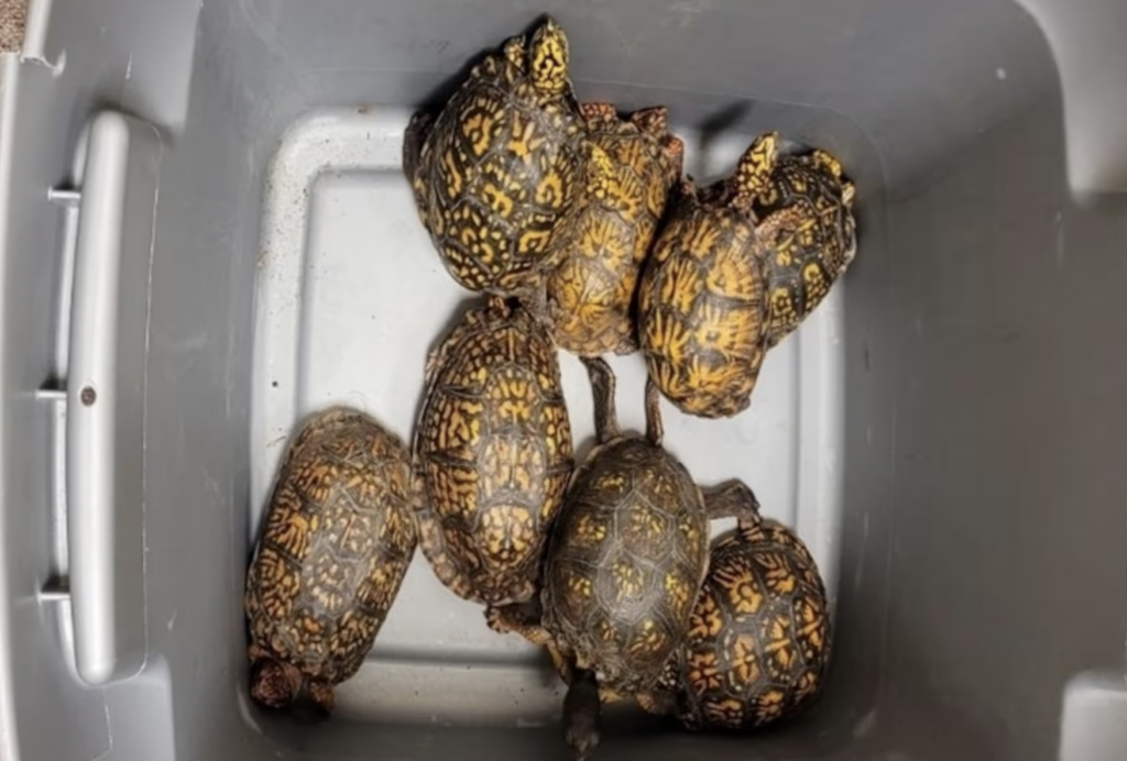 Woman Pleads Guilty to Turtle-Smuggling Charges | Explore New England